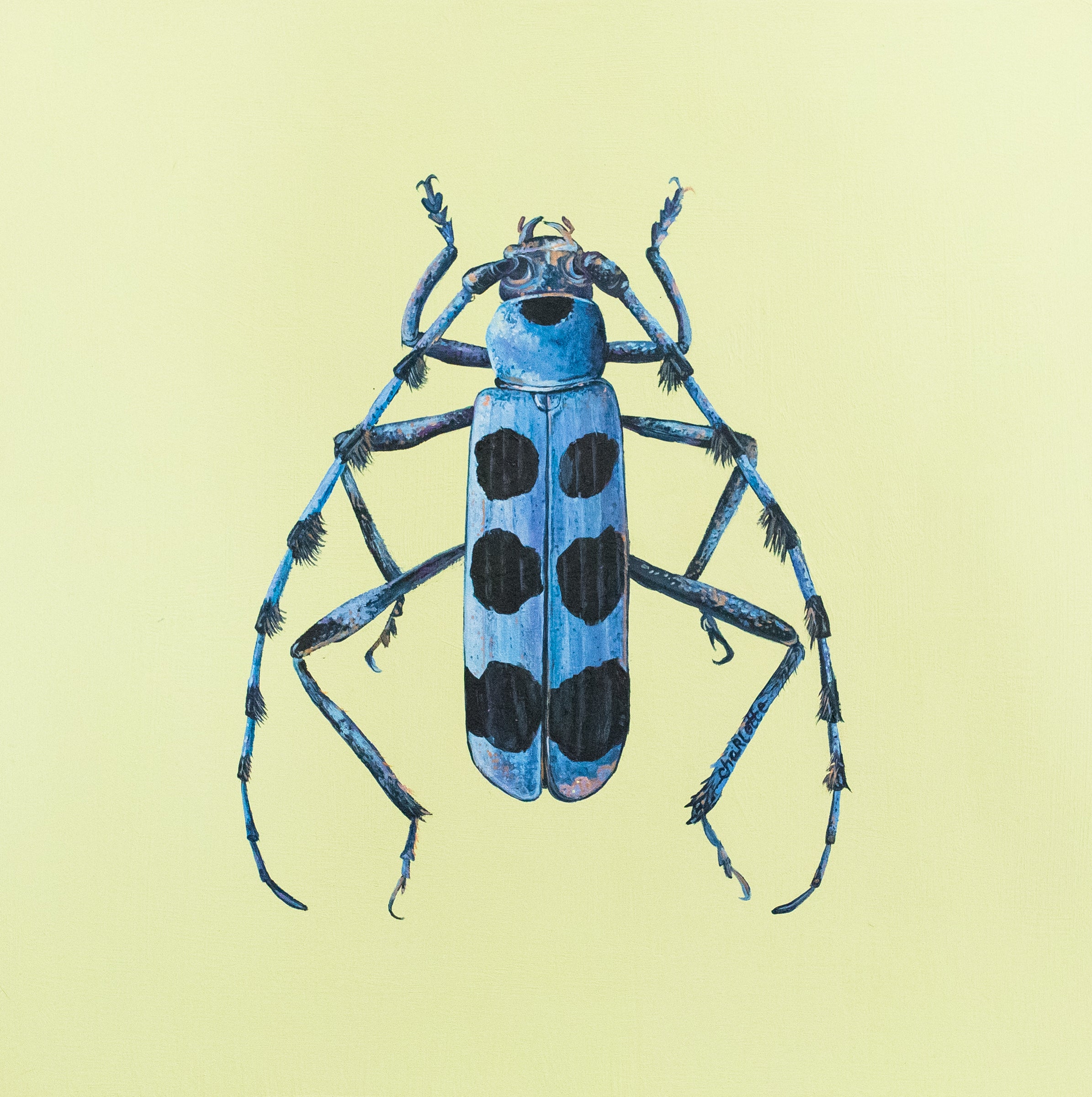 Eager Bug Print | Charlotte Fraser – The Miller Gallery