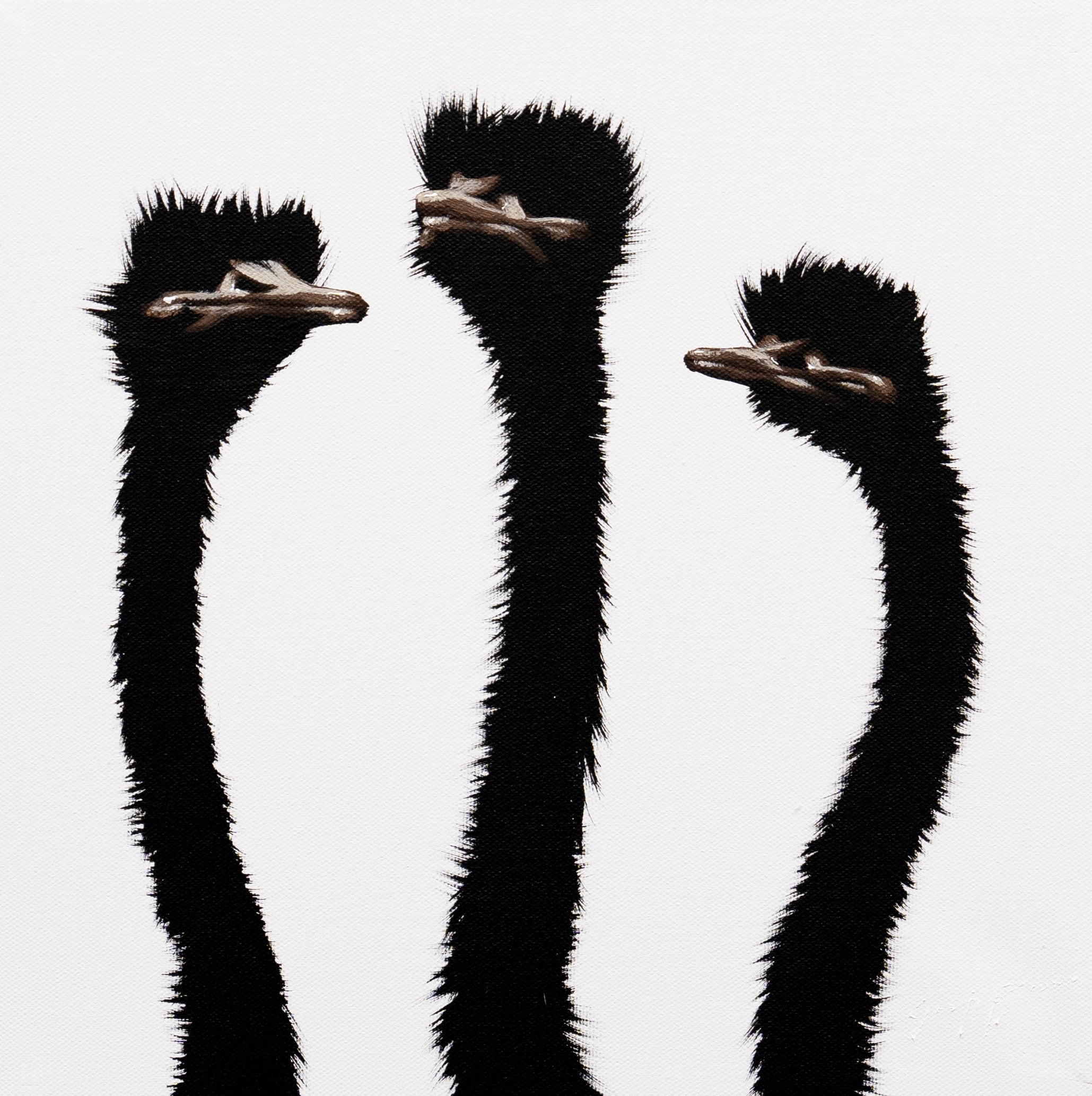 three ostrich on white | Josh Brown – The Miller Gallery