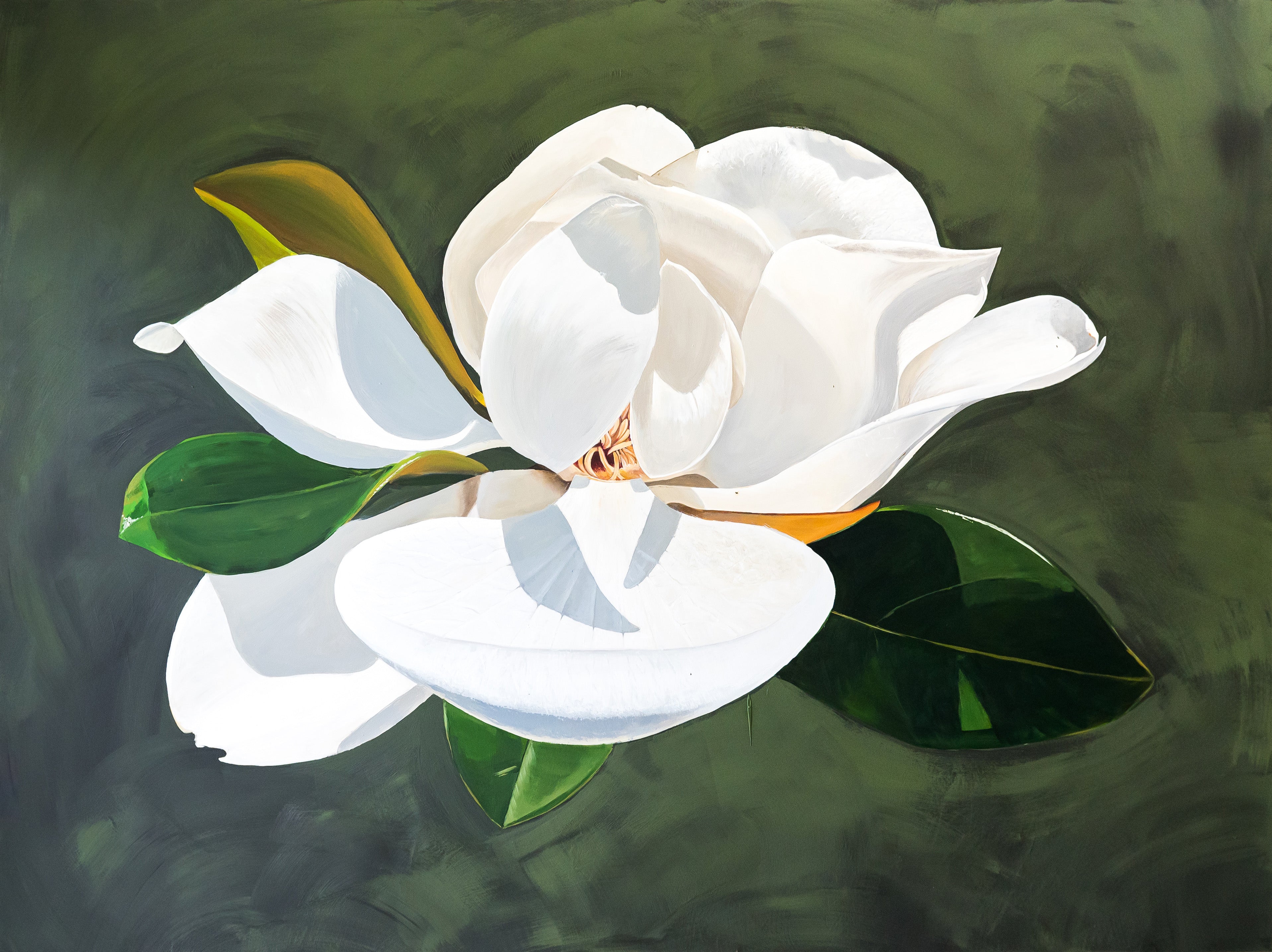 Magnolia Study 5 | Charlotte Fraser – The Miller Gallery